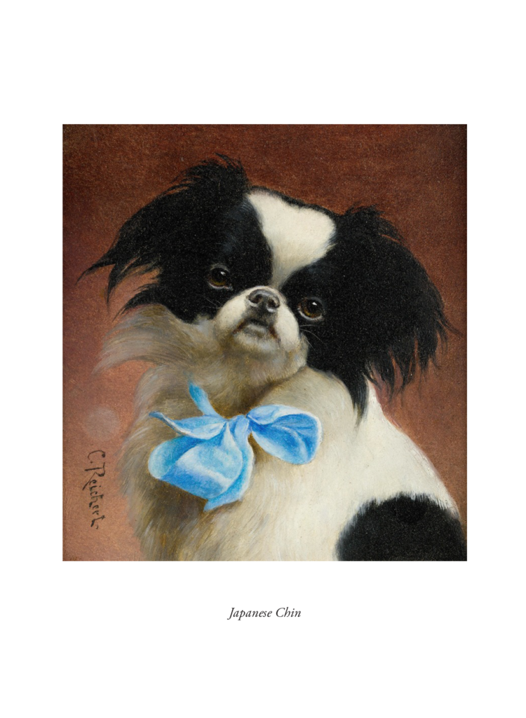 Japanese Chin - Norwich Cards